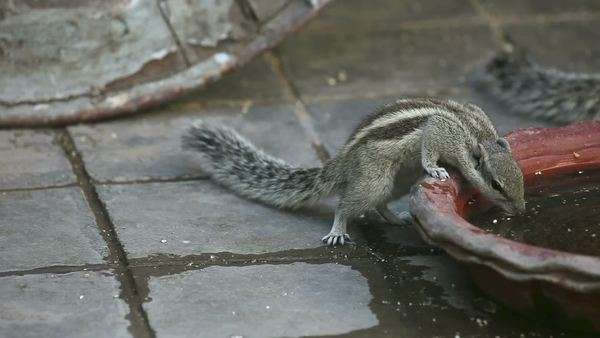 Chipmunk drinking water from clay bowl - Stock Video Footage - Dissolve