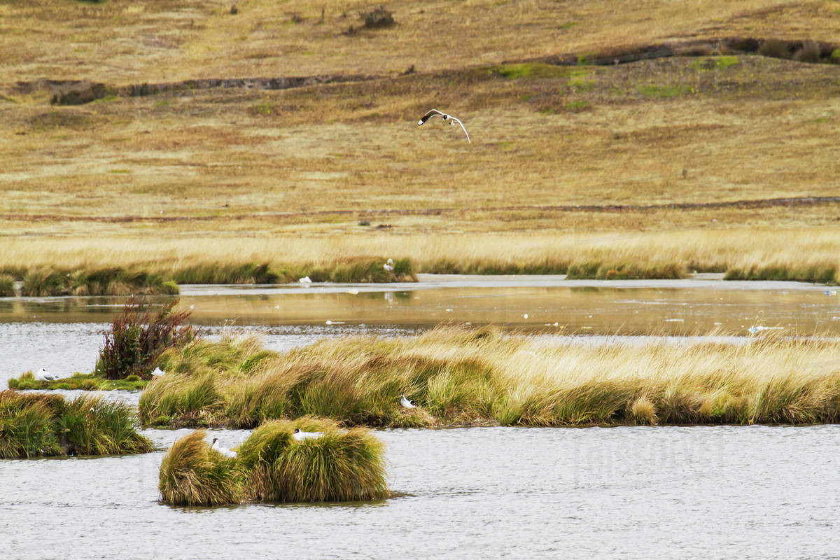 Andean Gulls (Chroicocephalus serranus) by Laguna Limpiopungo, Cotopaxi ...