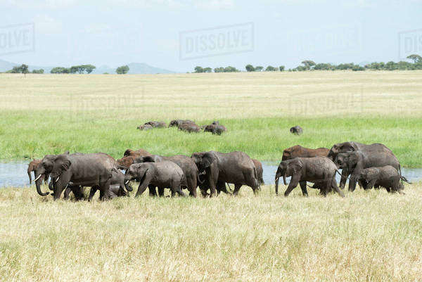 Elephant family group in Silale Swamp in Tarangire National Park ...
