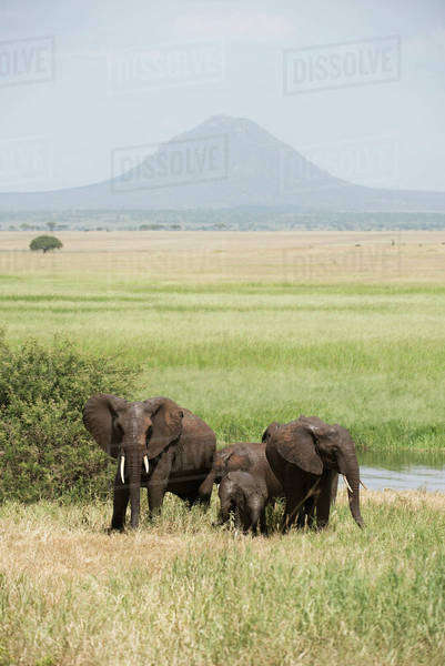 Elephant family group in Silale Swamp, Tarangire National Park ...