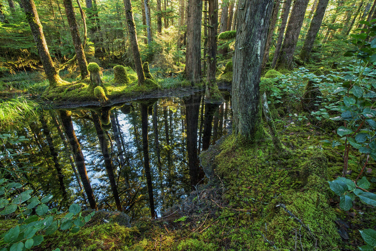 Small ponds adorn the landscape in the forests of Naikoon Provincial ...