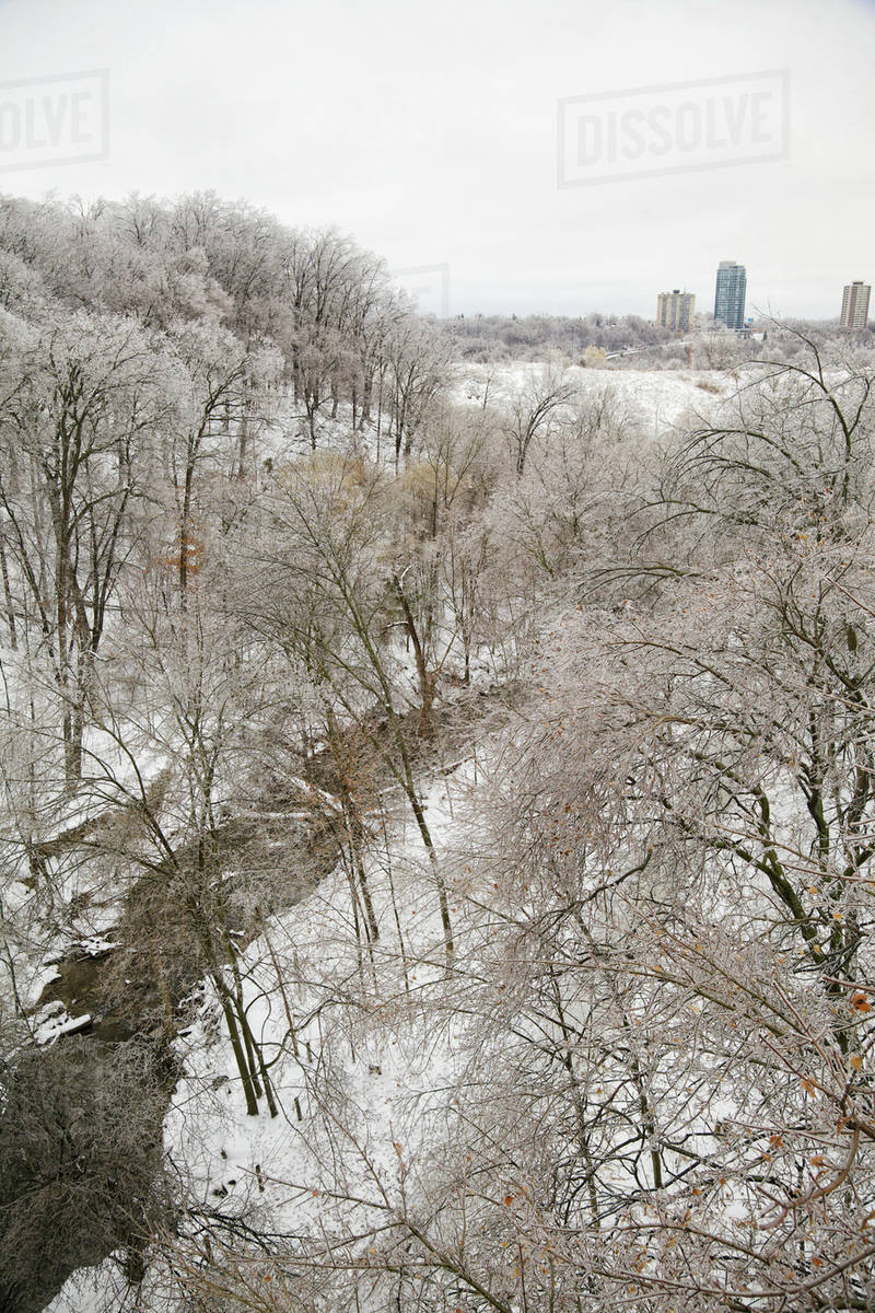 Hoar frost on the trees in winter with tall buildings in the distance ...