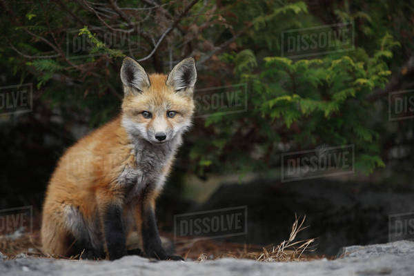 Red fox kit (vulpes vulpes) in Montreal botanical garden; Montreal ...
