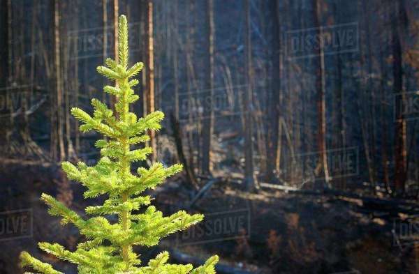 New Growth After A Fire - Royalty-free Stock Photo | Dissolve