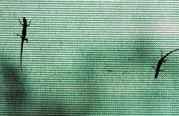Geckos On Mesh, Close Up - Stock Photo - Dissolve