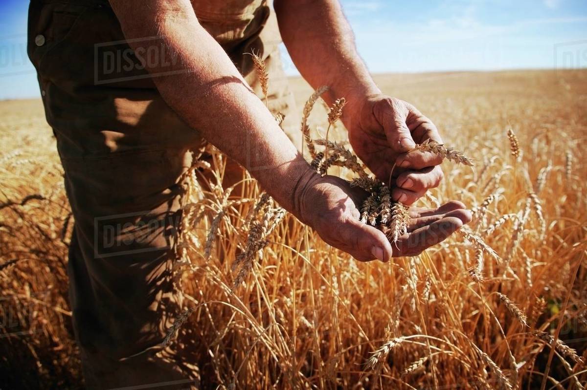 Farmer Holding Grain - Royalty-free Stock Photo | Dissolve