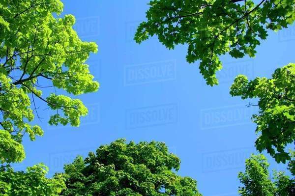 The Sky Through Trees - Royalty-free Stock Photo | Dissolve