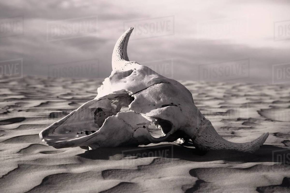 Skull In Desert - Royalty-free Stock Photo | Dissolve