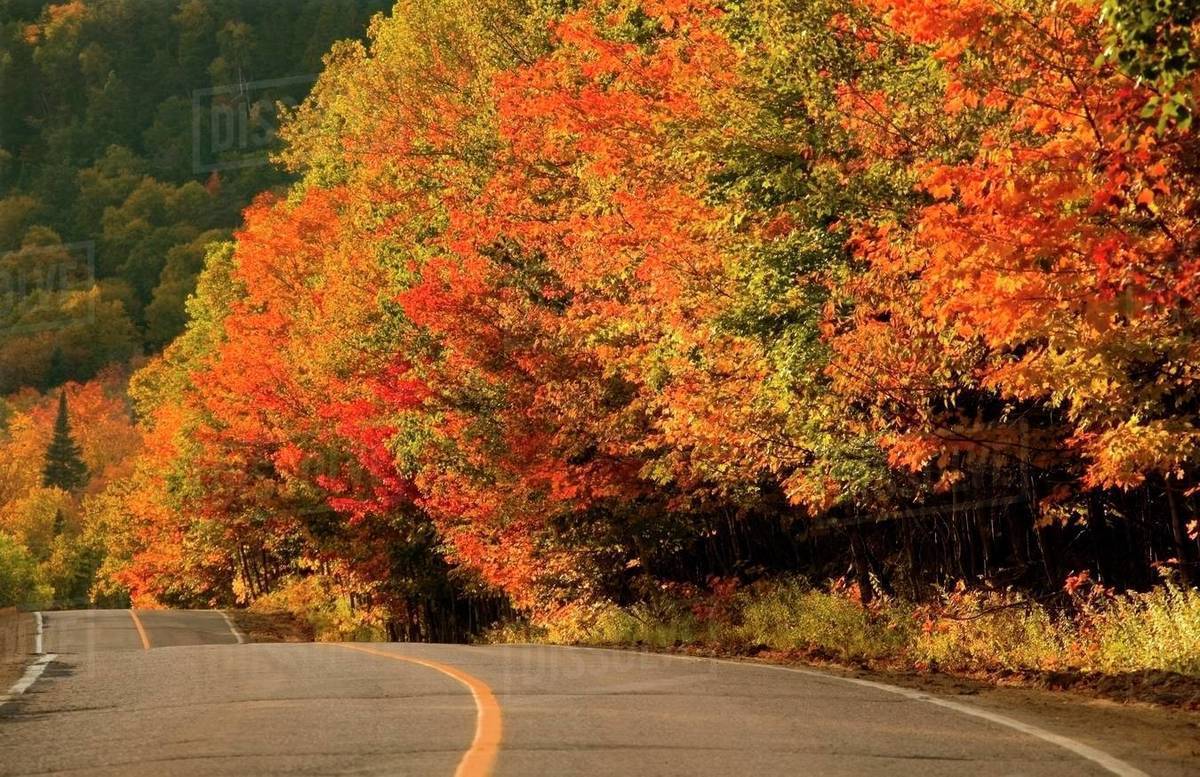 Fall Color And Country Road, Mont Tremblant, Quebec, Canada - Royalty ...