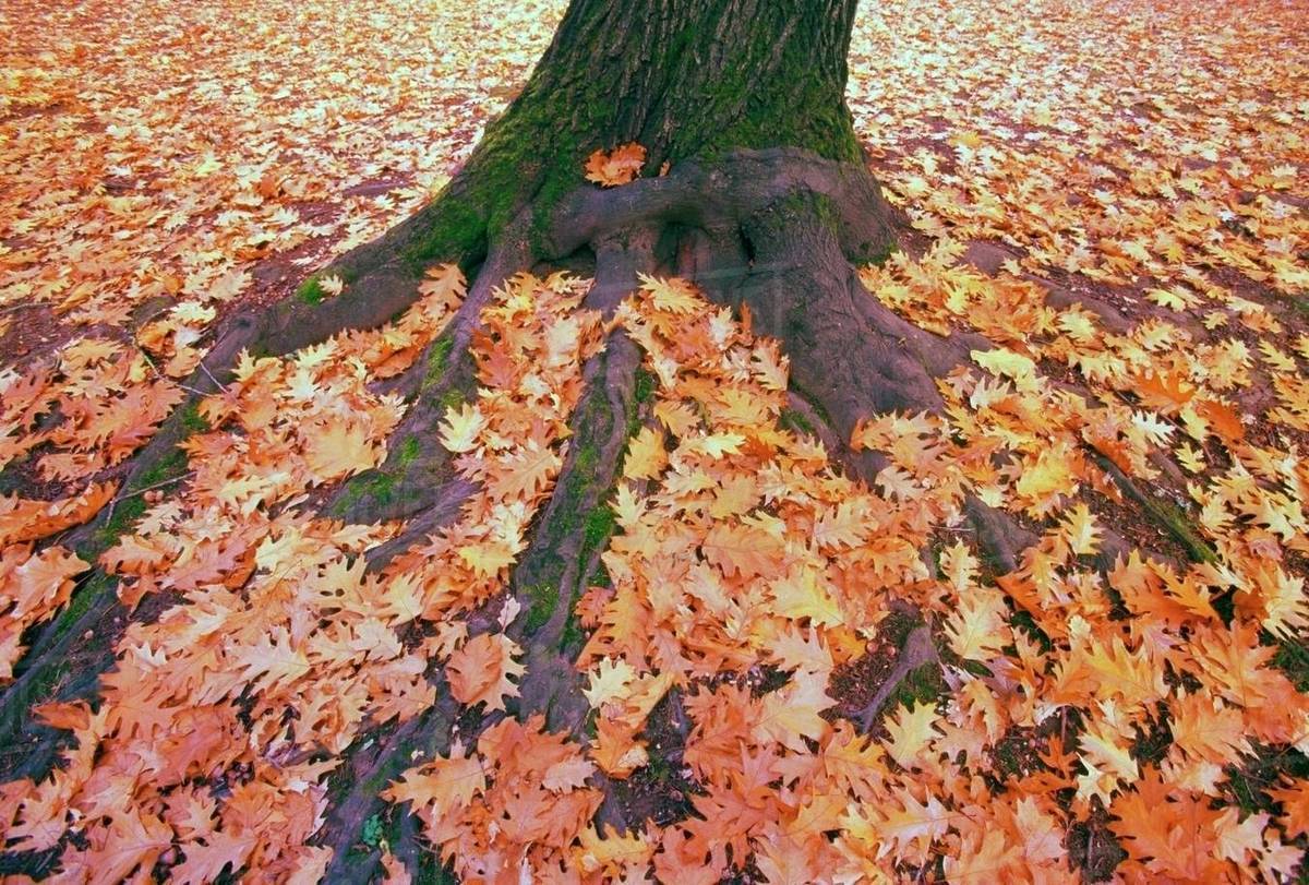 Fallen Autumn Leaves On Mossy Tree Roots - Stock Photo - Dissolve