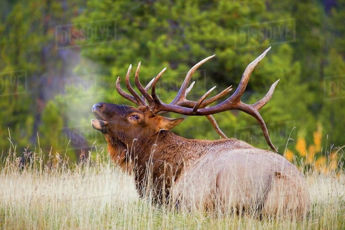 Bull Elk - Royalty-free Stock Photo | Dissolve