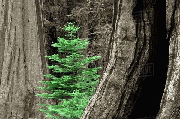 Evergreen Among Large Sequoia Trees - Stock Photo - Dissolve
