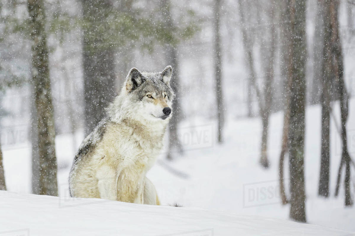 A Wolf Sitting In A Snowfall In A Forest - Royalty-free Stock Photo ...