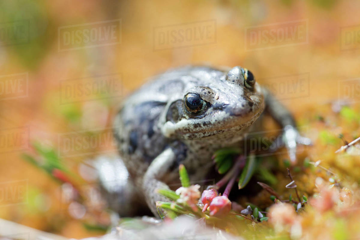 Close Up Of A Wood Frog (Rana Sylvatica) On The Tundra On Alascom Road ...
