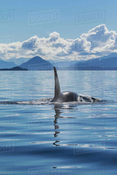 An Orca Whale, Or Killer Whale, (Orcinus Orca) Surfaces Near Juneau In ...