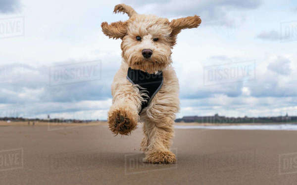 A Cockapoo Running Towards The Camera On A Beach - Royalty-free Stock ...