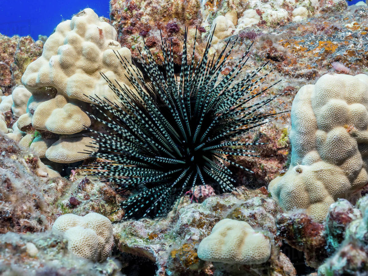 Banded Sea Urchin (Echinothrix Calamaris) Surounded By Lobe Coral ...