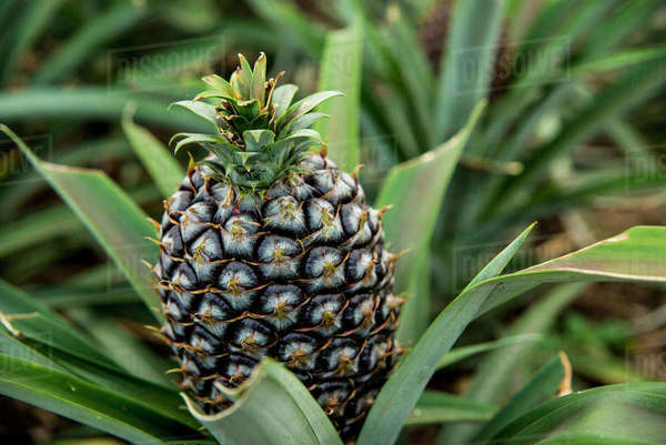 Ananas Plantation - Royalty-free Stock Photo | Dissolve