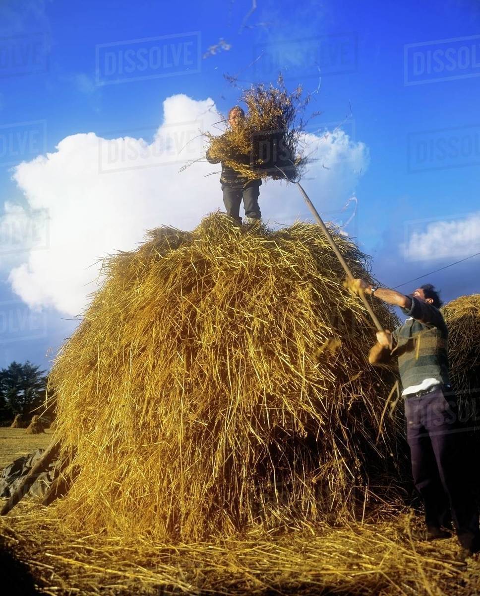 Two Farmers Making Haystack In A Field, Ballina, County Mayo, Republic ...
