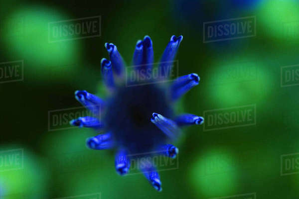 Closeup Of Deep Blue Flower - Royalty-free Stock Photo | Dissolve