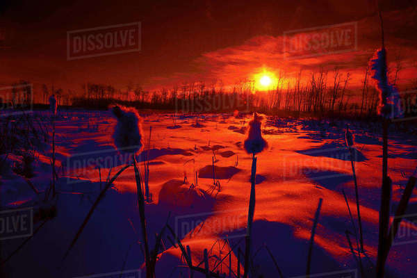 Sunrise Over Snowy Field With Rushes In Red Tones - Royalty-free Stock ...