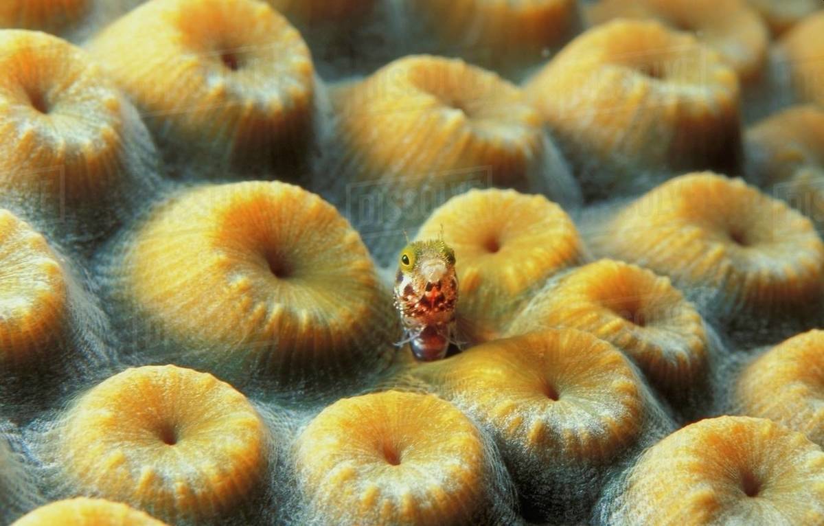 Goby Hiding In Moon Polyp - Royalty-free Stock Photo | Dissolve