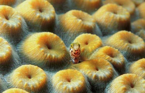 Goby Hiding In Moon Polyp - Royalty-free Stock Photo | Dissolve