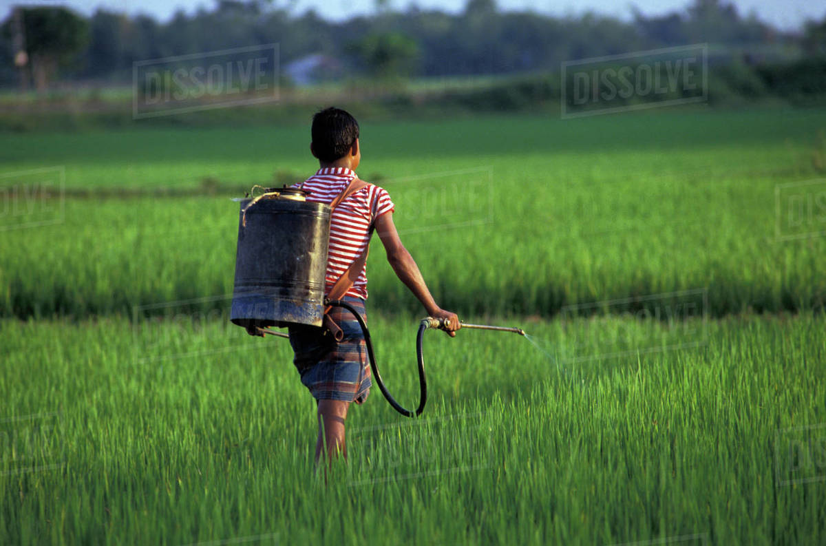 Spraying Insecticide On Paddy Fields; Bangladesh - Stock Photo - Dissolve