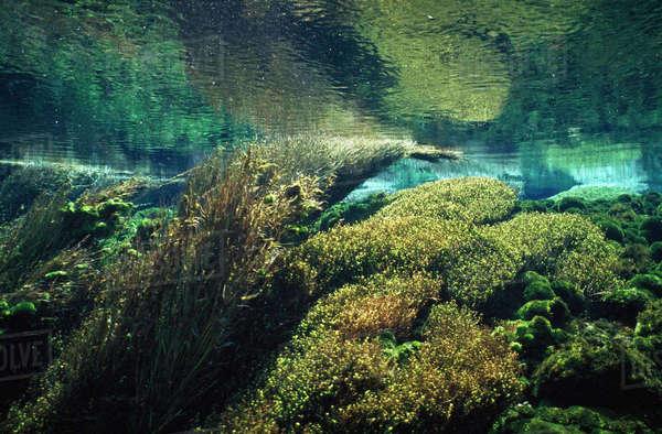 Reeds Bending With The Flowing Current. Pupu Springs,Takaka,Nelson,New ...