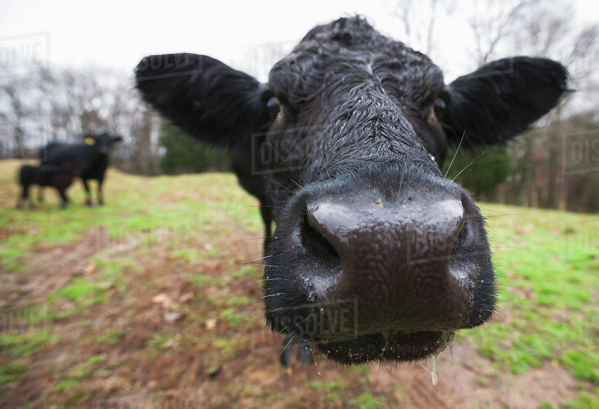Black Angus cow with nose up in front of camera lens; Kentucky, United ...