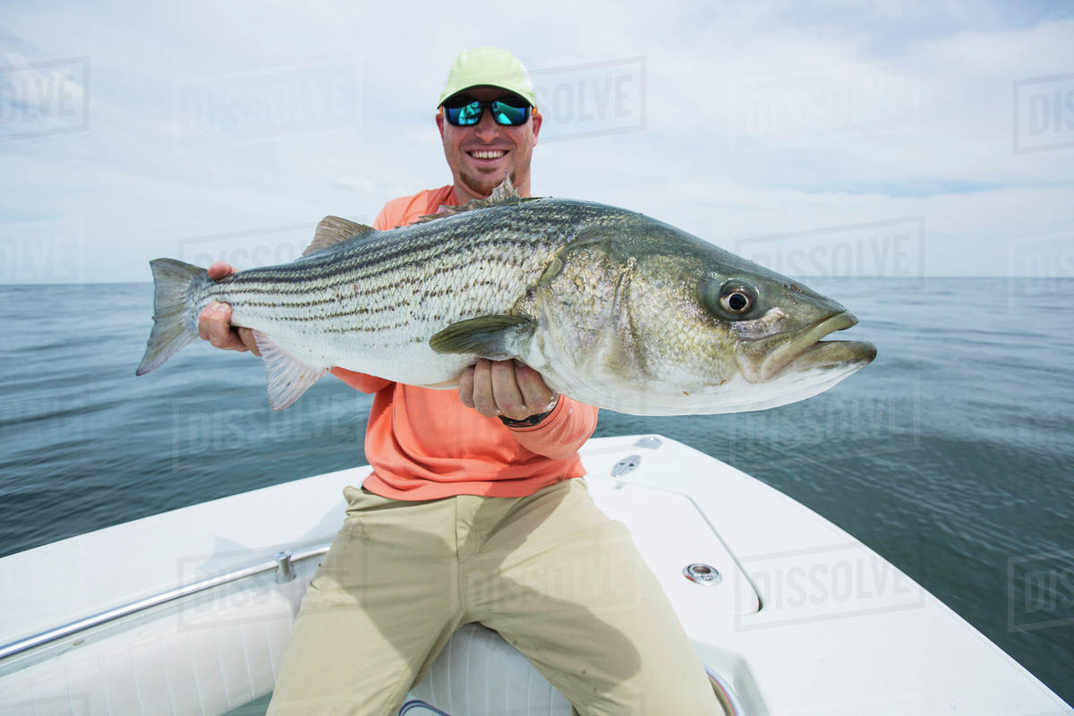 Fisherman holding a fresh caught striper fish, Boston harbour; Boston ...