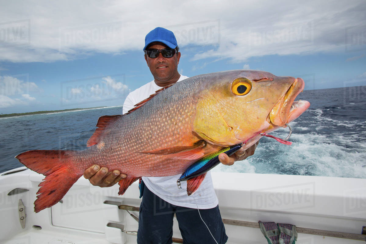 Fisherman holding a fresh caught Red Snapper (Lutjanus); Tahiti ...