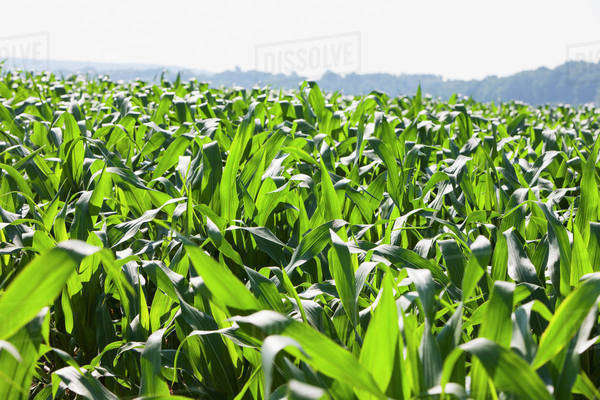 Close up of a corn field; Lancaster, Pennsylvania, United States of ...