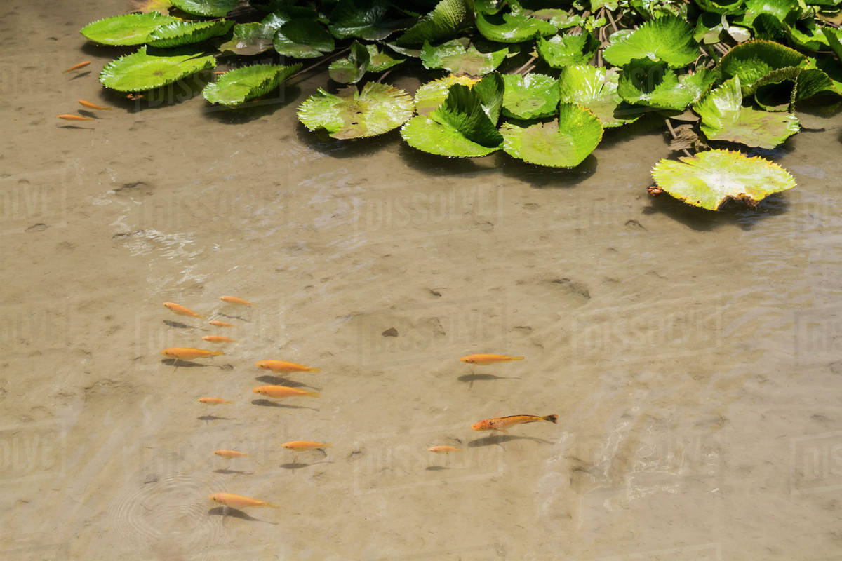 Pond with water lilies; Osoalata, Baucau, East Timor - Stock Photo ...