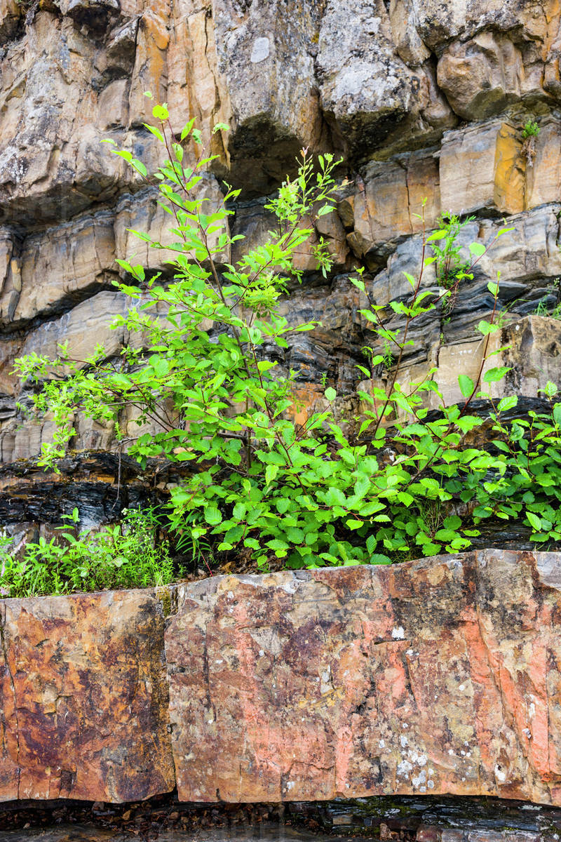 Plants grow out of rocks atop Whirlpool Canyon, on the Liard River ...