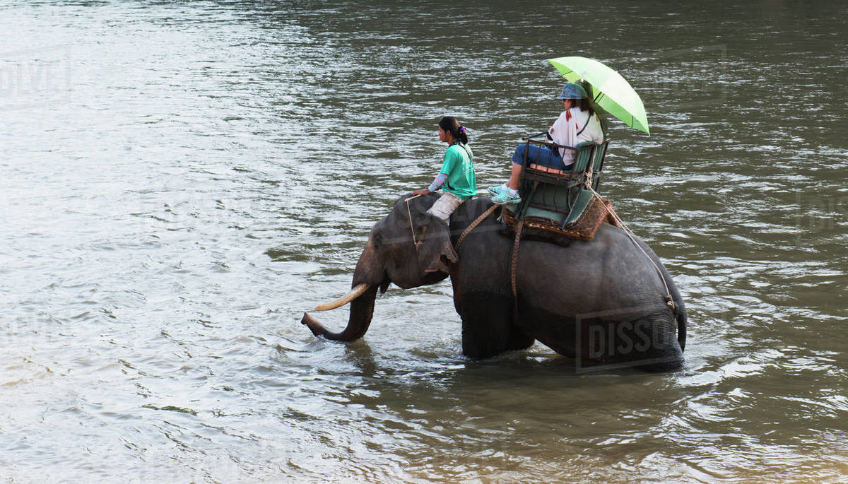 Tourists Riding An Elephant In A River; Thaton, Chiang Rai, Thailand ...