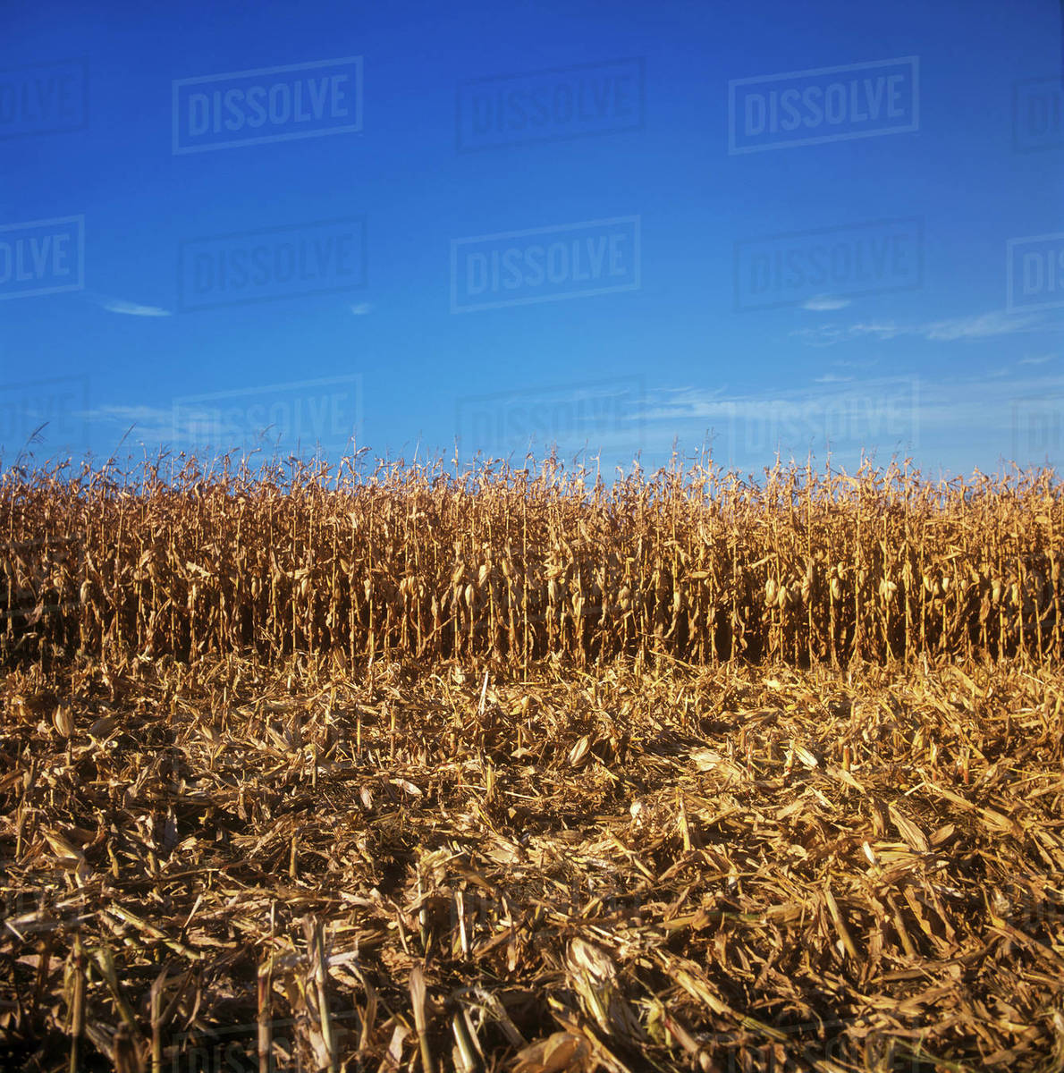 Agriculture - Partially harvested field mature, harvest ready grain ...