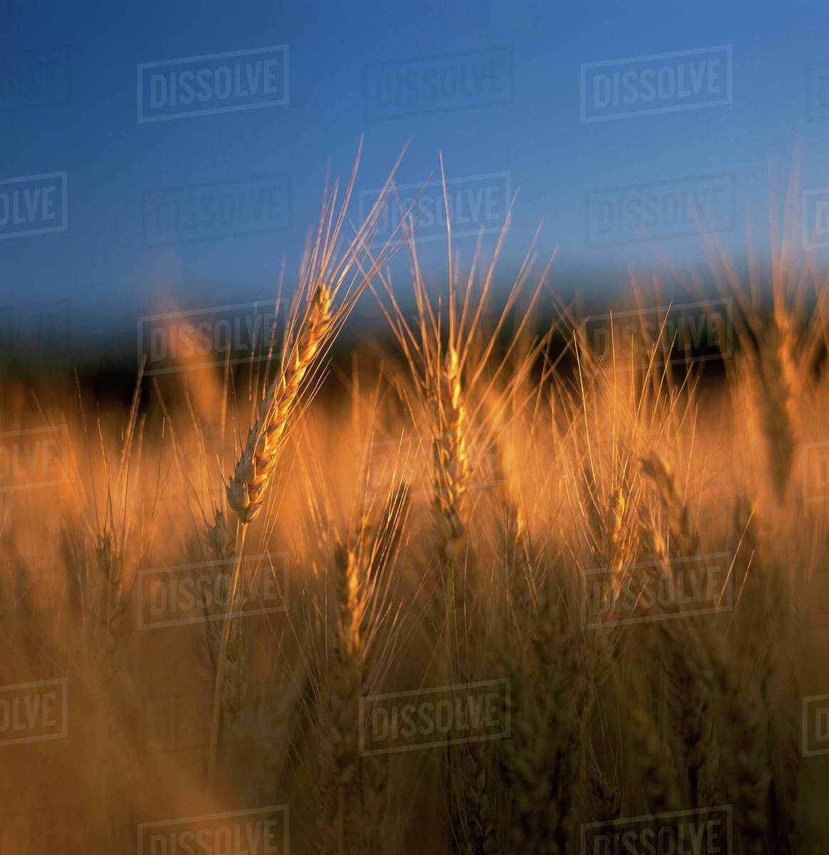 Agriculture - Closeup of mature awned, or bearded, wheat heads in late ...