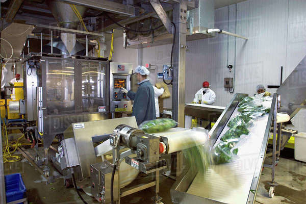 Agriculture - Interior of a bagged salad processing plant; machinery ...
