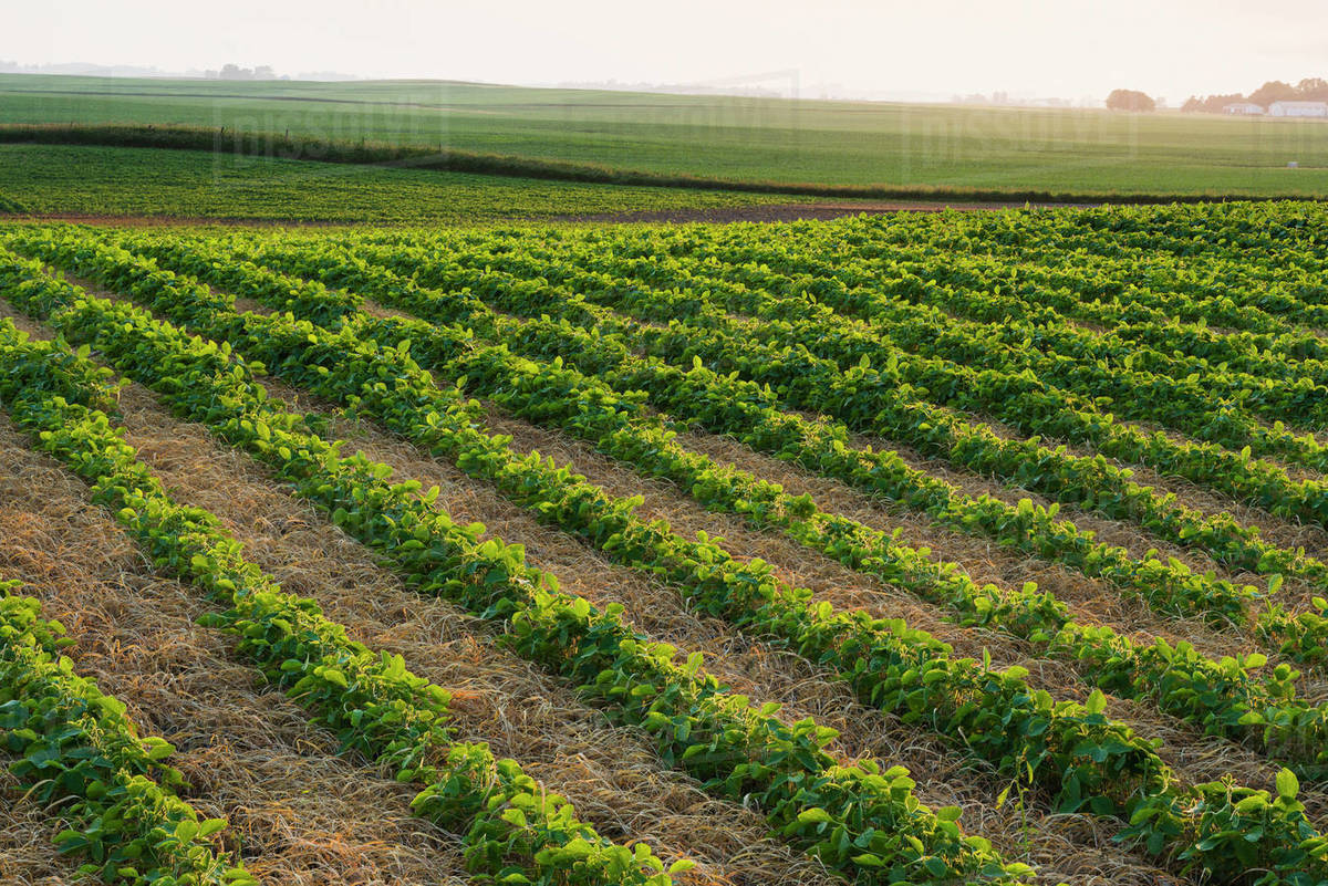 A Soybean Field That Has Been Sprayed With Weekkiller Shows Dead Weeds ...
