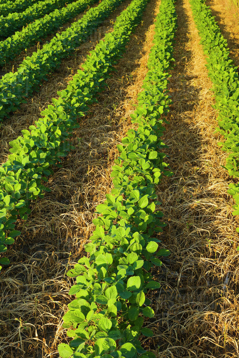 A Soybean Field That Has Been Sprayed With Weekkiller Shows Dead Weeds ...
