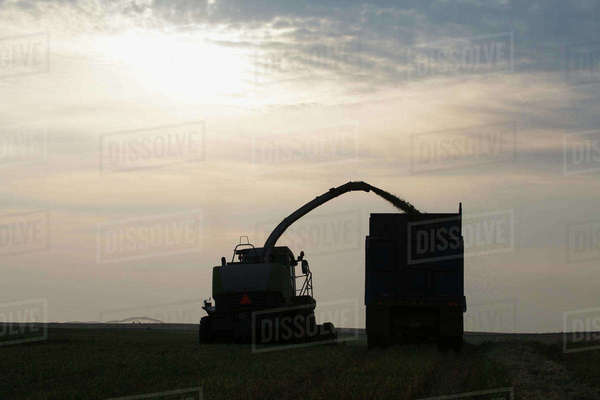 Silhouette Of A Silage Chopper Collecting Windrows Of Cut Wheat In A ...