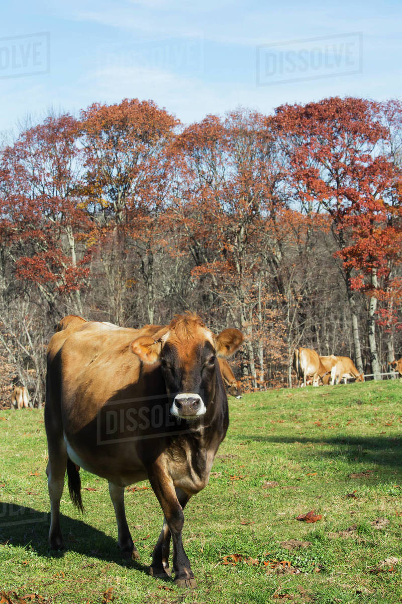 Jersey Cows In Autumn Pasture, Baldwin Brook Farm; Canterbury ...