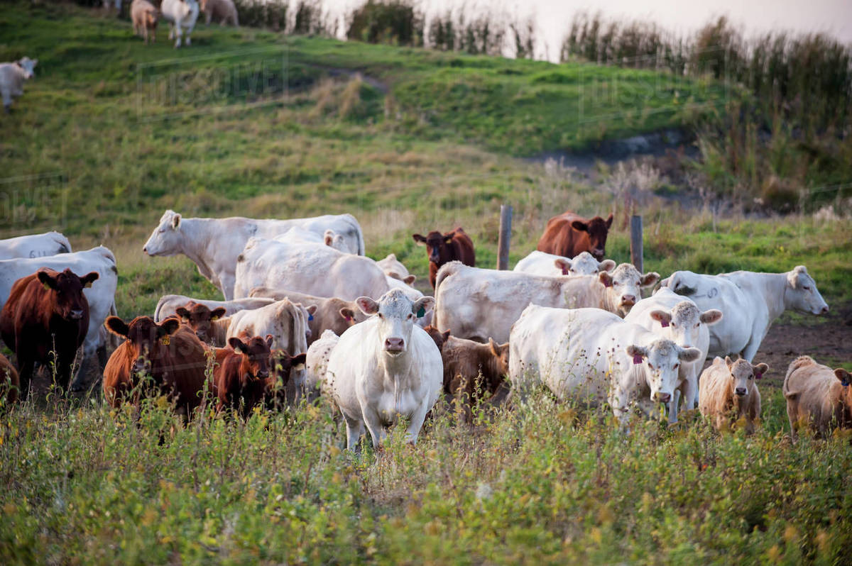 Red Angus And Charolais Beef Cattle In A Pasture; Valley City, North ...