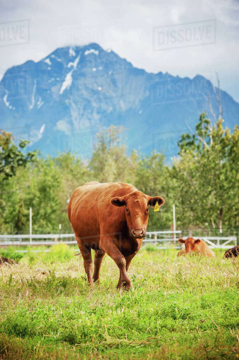 Beef Cattle On A Farm In Alaska (Bos Primigenius); Palmer, Alaska ...