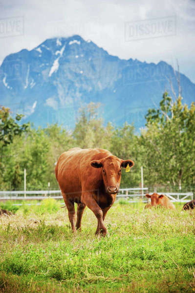 Beef Cattle On A Farm In Alaska (Bos Primigenius); Palmer, Alaska ...