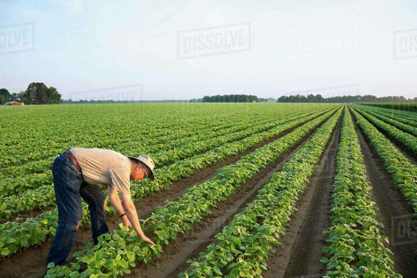 Agriculture - A farmer (grower) inspects his early growth crop of twin ...