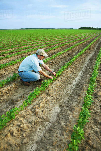 Agriculture - A farmer (grower) inspects his early growth crop of ...