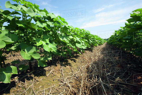 Agriculture - View down between rows of mid growth no-till cotton ...