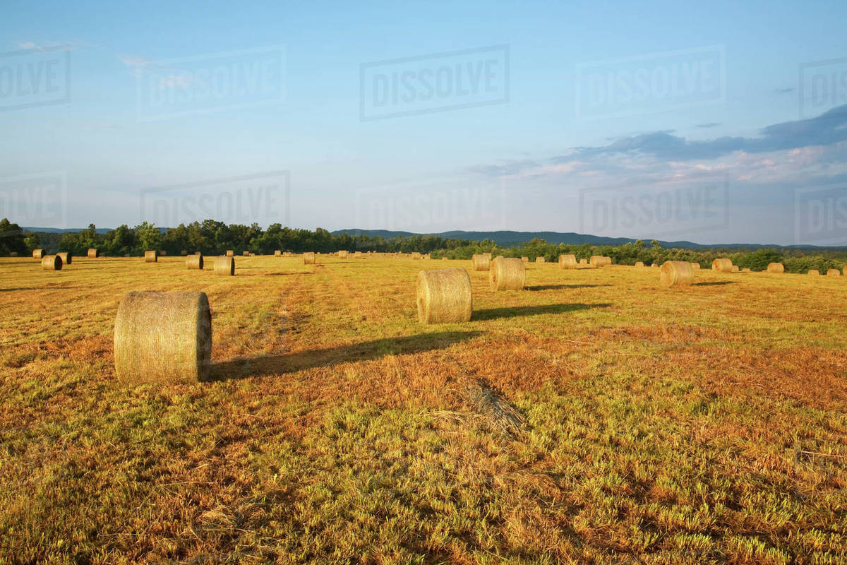 Agriculture - Large round grass hay bales in an Ozark Mountains hay ...